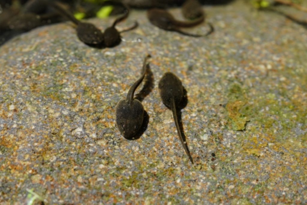 オタマジャクシは成長とともに群れるルールを変える：サイズと血縁関係、双方を認識している証拠の発見 | 日本の研究.com | アンドラ